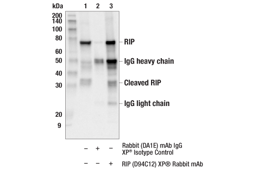 PhosphoPlus® RIP (Ser166) Antibody Duet | Cell Signaling Technology