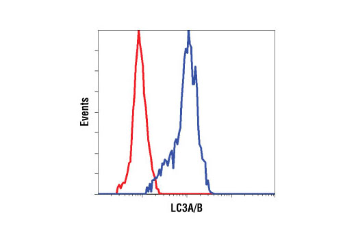 LC3A/B Antibody | Cell Signaling Technology