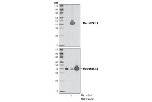 MacroH2A1.1 Antibody | Cell Signaling Technology
