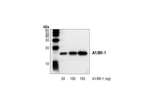 A1/Bfl-1 Antibody | Cell Signaling Technology