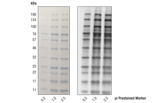 Blue Prestained Protein Marker Detection Pack
