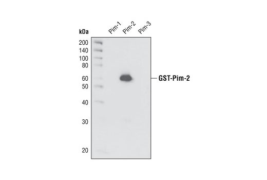 Pim-2 Antibody | Cell Signaling Technology