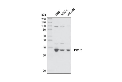 Pim-2 Antibody | Cell Signaling Technology