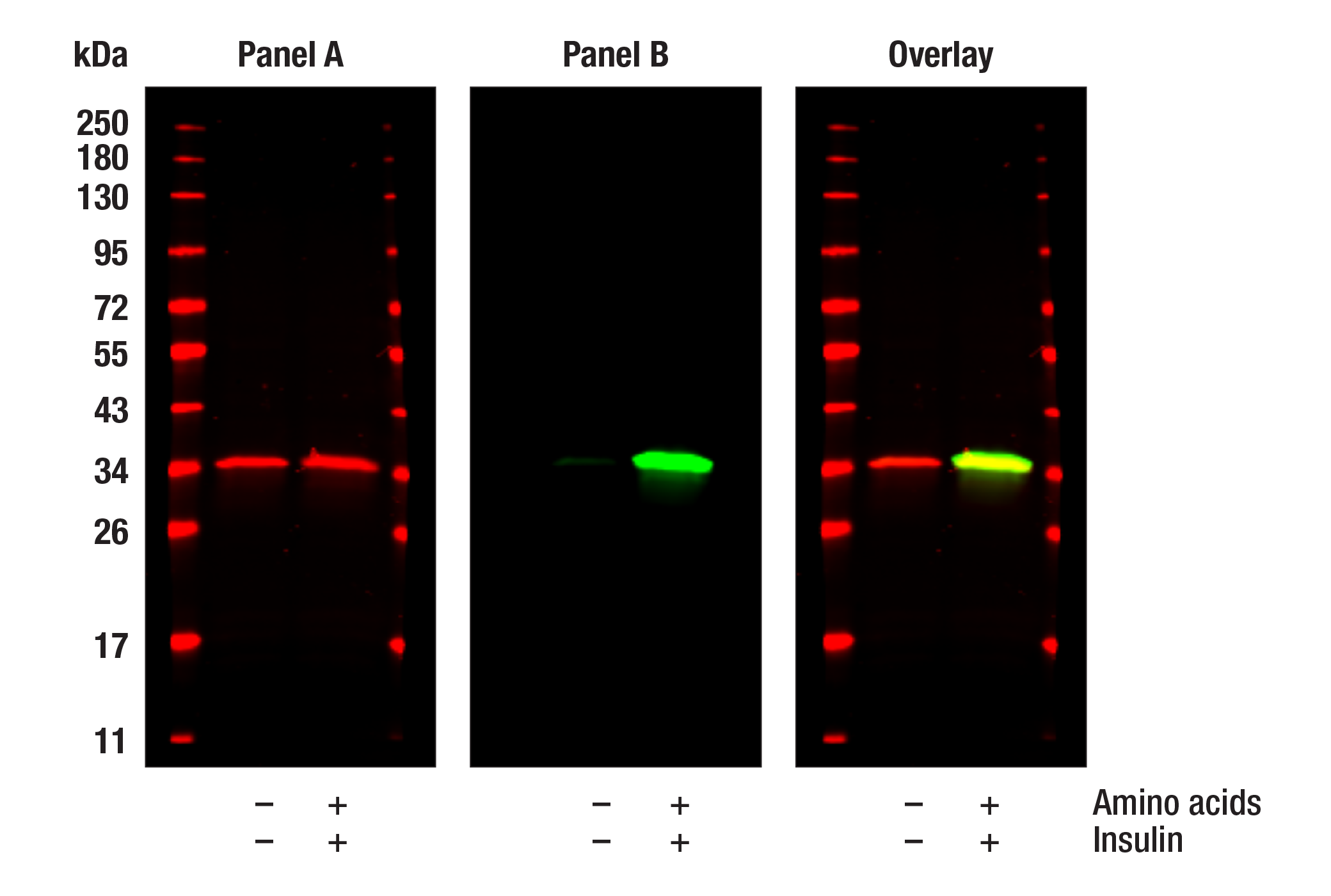 PhosphoPlus® S6 Ribosomal Protein (Ser235/Ser236) Antibody Duet (#8207) Datasheet With Images ...