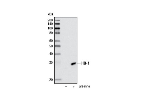 HO-1 (P109) Antibody | Cell Signaling Technology