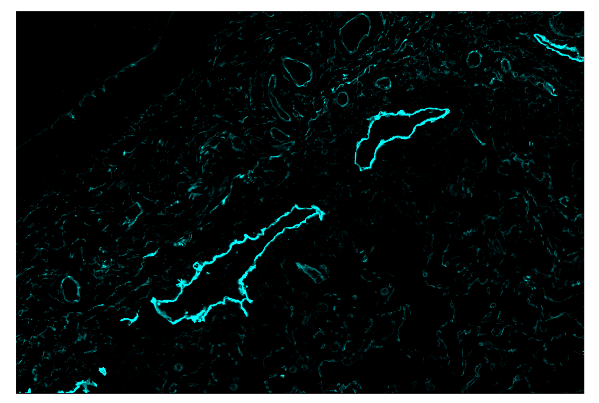 NT5E/CD73 (D7F9A) & CO-0039-488 SignalStar™ Oligo-Antibody Pair | Cell ...