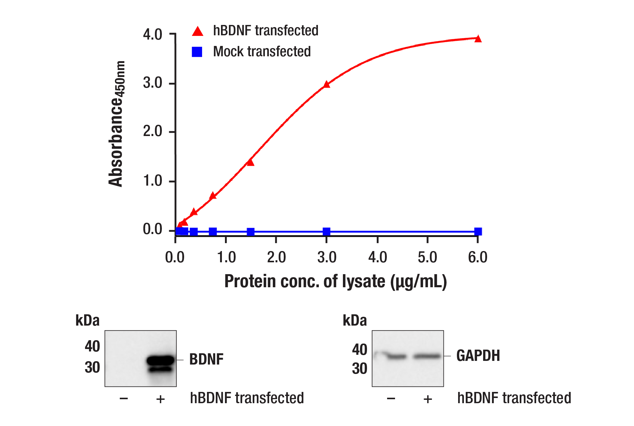 PathScan® RP BDNF Sandwich ELISA Kit | Cell Signaling Technology