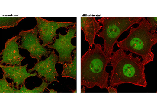 Stat3α (D1A5) XP® Rabbit mAb (BSA and Azide Free) | Cell Signaling ...