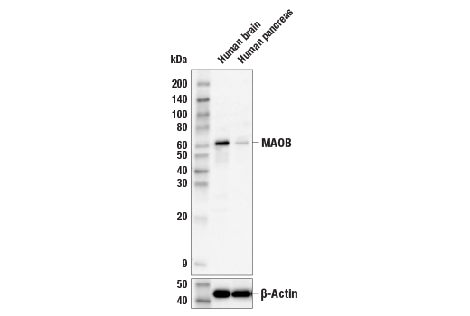 MAOB (D7O6X) Rabbit mAb | Cell Signaling Technology