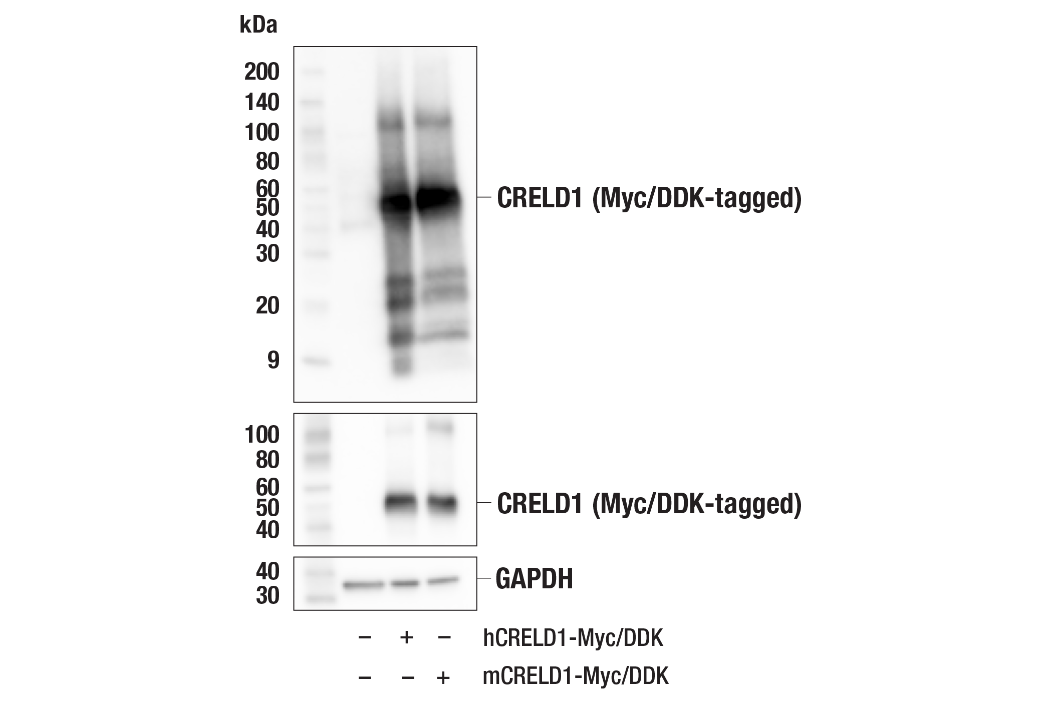 CRELD1 (E1B6T) Rabbit mAb | Cell Signaling Technology