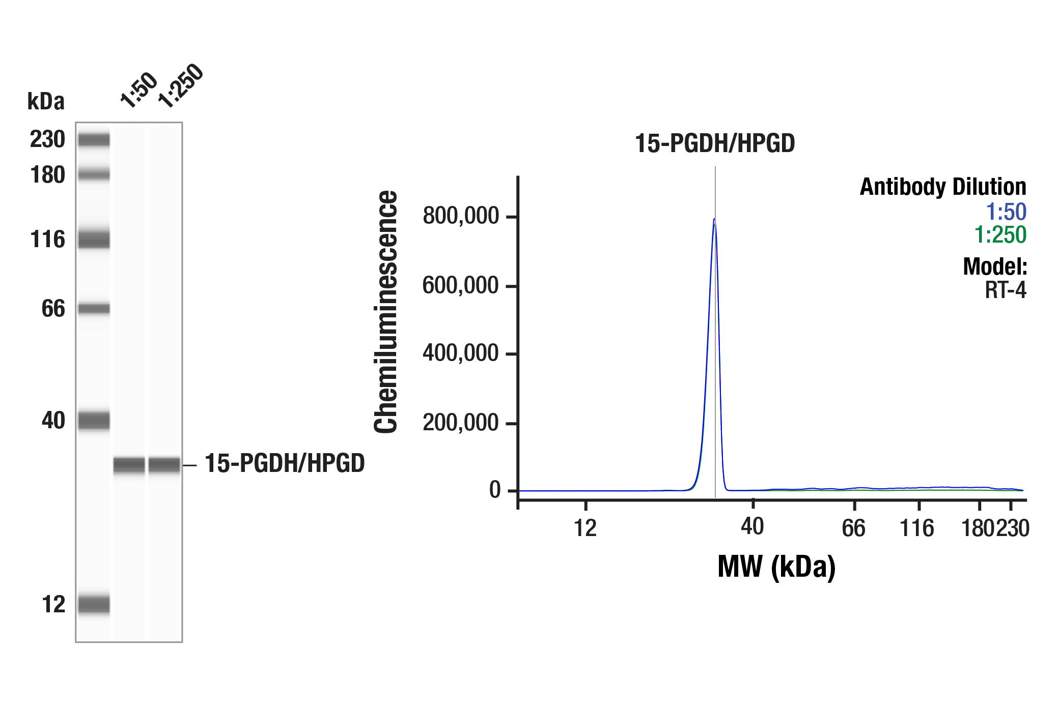 15-PGDH/HPGD (E9H7W) Rabbit mAb | Cell Signaling Technology