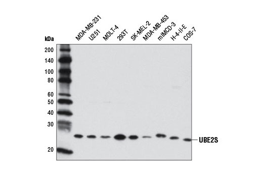 UBE2S Antibody | Cell Signaling Technology
