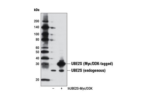 UBE2S Antibody | Cell Signaling Technology
