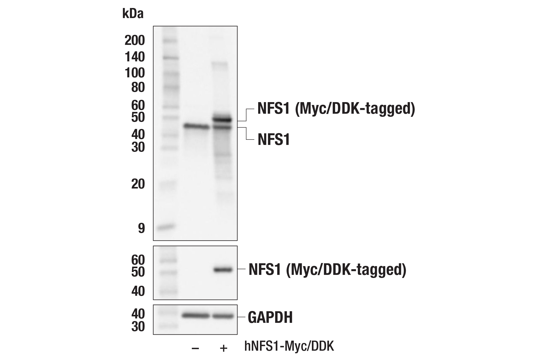 NFS1 (F1E7S) Rabbit mAb | Cell Signaling Technology