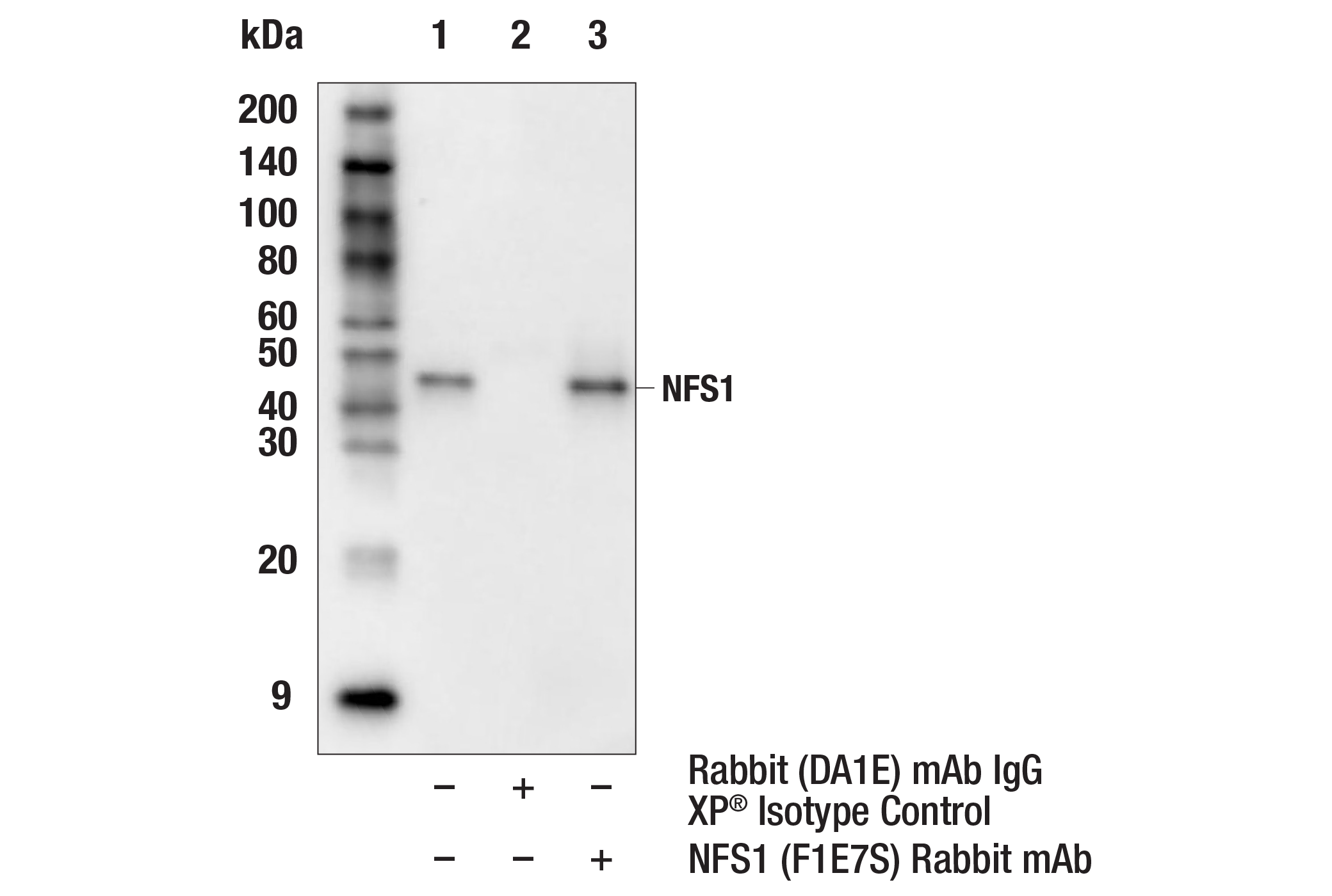 NFS1 (F1E7S) Rabbit mAb | Cell Signaling Technology