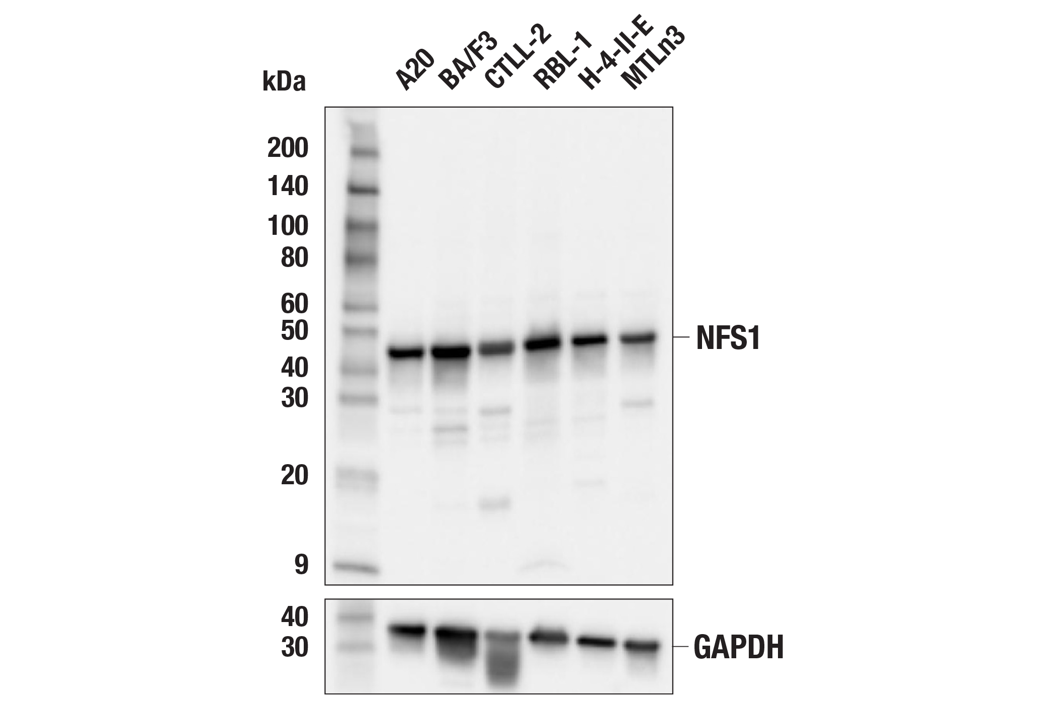 NFS1 (F1E7S) Rabbit mAb | Cell Signaling Technology