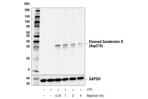 Gasdermin D Antibodies | AntibodyResource.com
