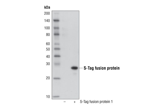 S-tag epitope tag Antibodies | AntibodyResource.com