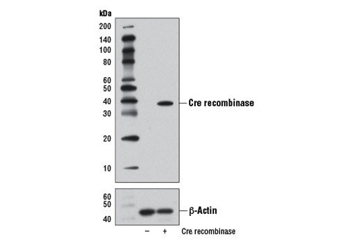 Cre Recombinase Antibodies | AntibodyResource.com