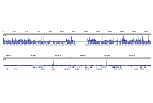 HIF1-alpha Antibodies for Hamster | AntibodyResource.com
