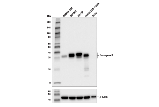 Granzyme B Antibodies for Immunofluorescence - Antibody Resource Page