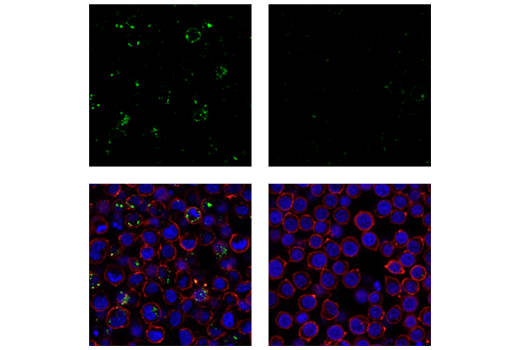 Granzyme B Antibodies for Immunofluorescence - Antibody Resource Page