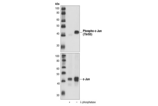 Phospho-c-Jun (Thr93) Antibody | Cell Signaling Technology