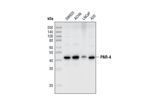 PAR-4 Antibody | Cell Signaling Technology