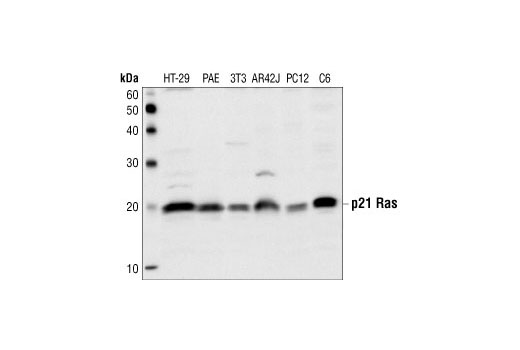 Ras Antibody | Cell Signaling Technology
