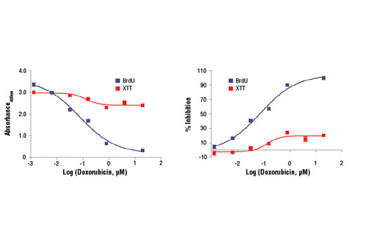 XTT Cell Viability Kit | Cell Signaling Technology