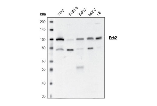 Ezh2 Antibody