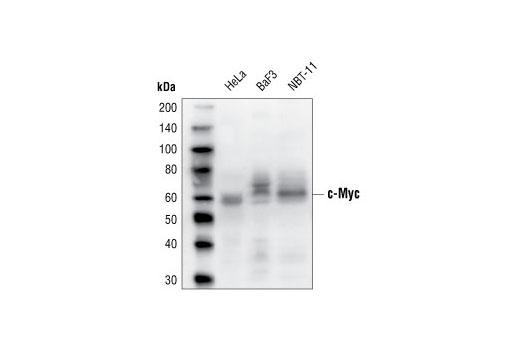 c-Myc Antibody | Cell Signaling Technology