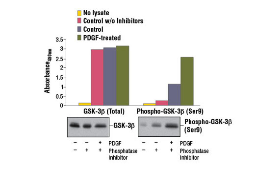 Cell Signalling Map Kinase Signaling With Phospho Elisa