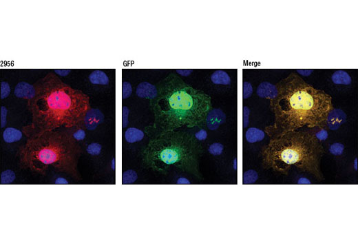 GFP Antibodies for Immunofluorescence - Antibody Resource Page