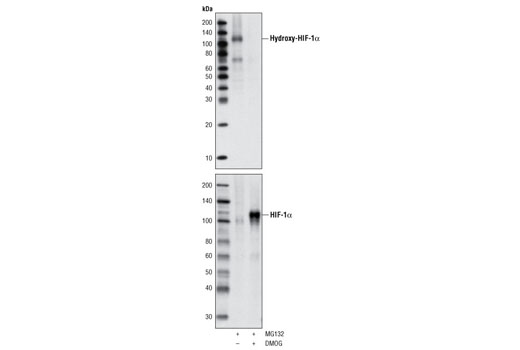 HIF1-alpha Antibodies for Hamster | AntibodyResource.com