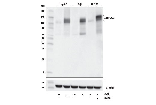 HIF1-alpha Antibodies for Hamster | AntibodyResource.com