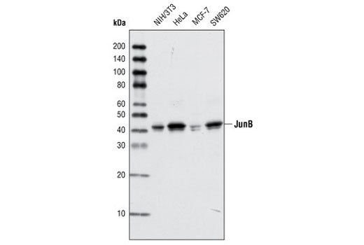 JunB Proto-Oncogene, AP-1 Transcription Factor Subunit Antibodies ...