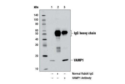 Vamp 1 Antibody - EMSEKFLOL.COM