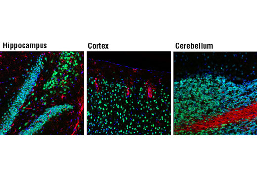NeuN (D3S3I) Rabbit mAb | Cell Signaling Technology