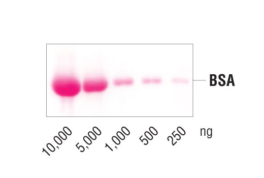 Ponceau S Staining Solution | Cell Signaling Technology