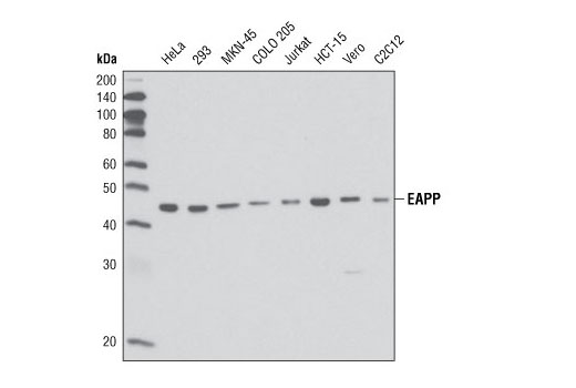 E2F-associated phosphoprotein Antibodies | AntibodyResource.com