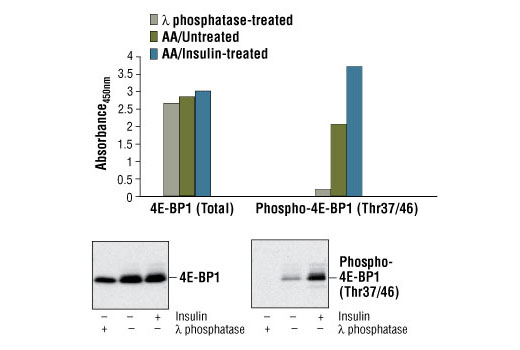 Cell Signalling Map Kinase Signaling With Phospho Elisa