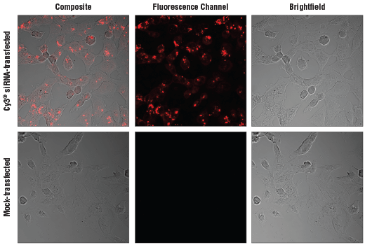 SignalSilence® Control siRNA (Cy3® Conjugate) | Cell Signaling Technology