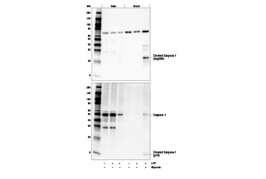 Caspase-1 Antibody | Cell Signaling Technology