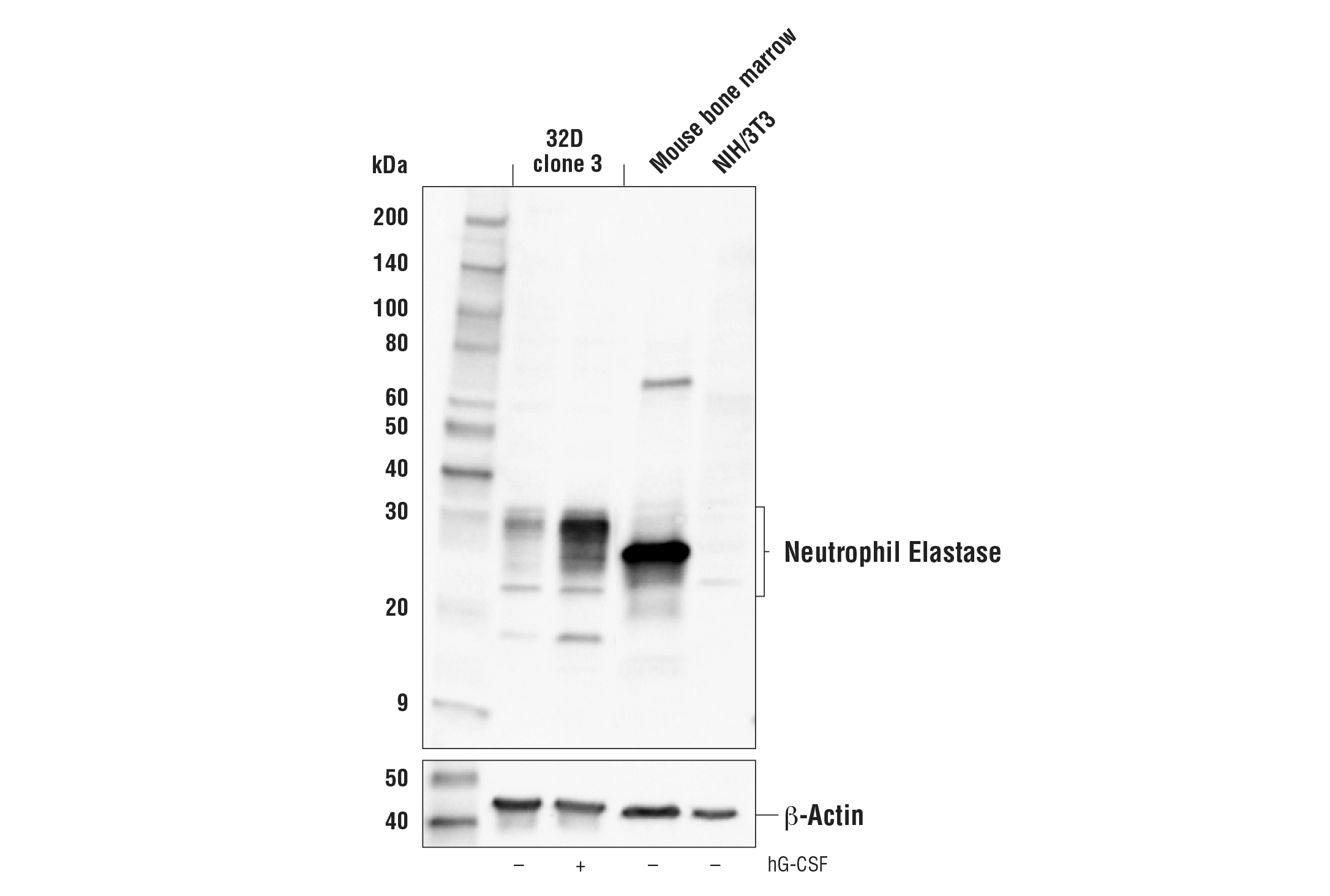 Neutrophil Elastase Antibody (Rodent Reactive) | Cell Signaling Technology