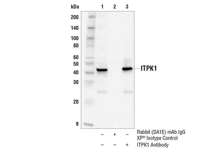 ITPK1 Antibody | Cell Signaling Technology
