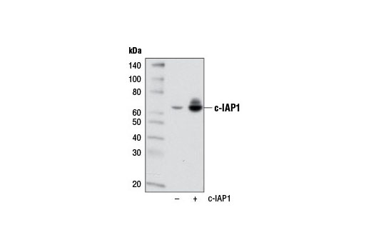 IAP2 Antibodies | AntibodyResource.com