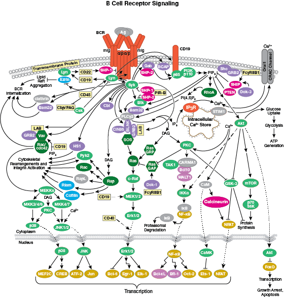Overview Of Immunology Cell Signaling Technology Overview Of Immunology Cell Signaling Technology